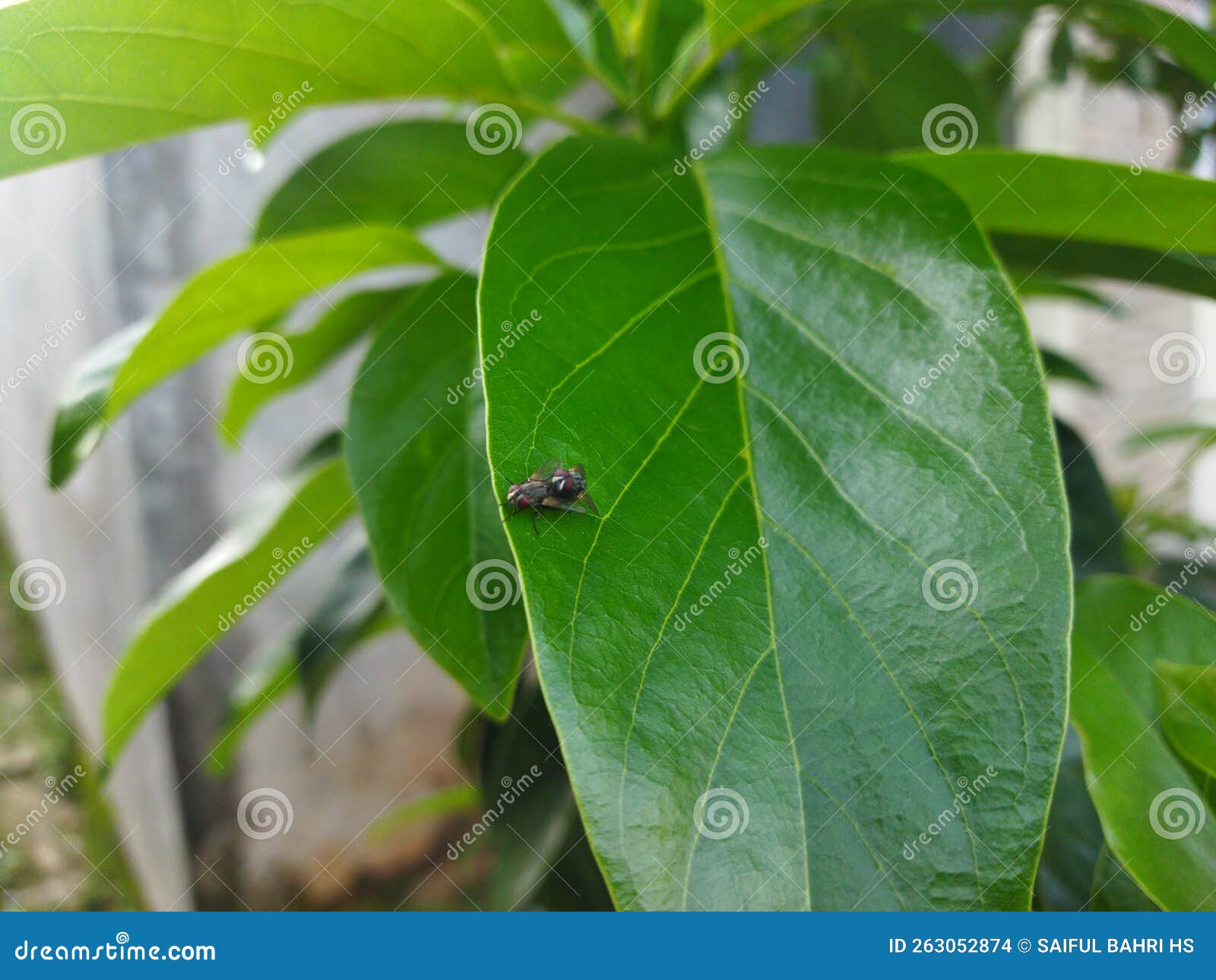 Two Flies Mating on a Green Leaf. Stock Photo - Image of flower, flies ...
