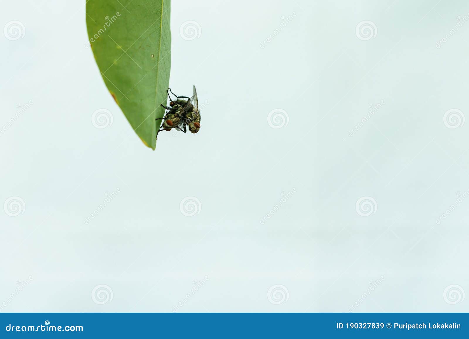 Breeding of flies stock image. Image of closeup, cheeky - 190327839