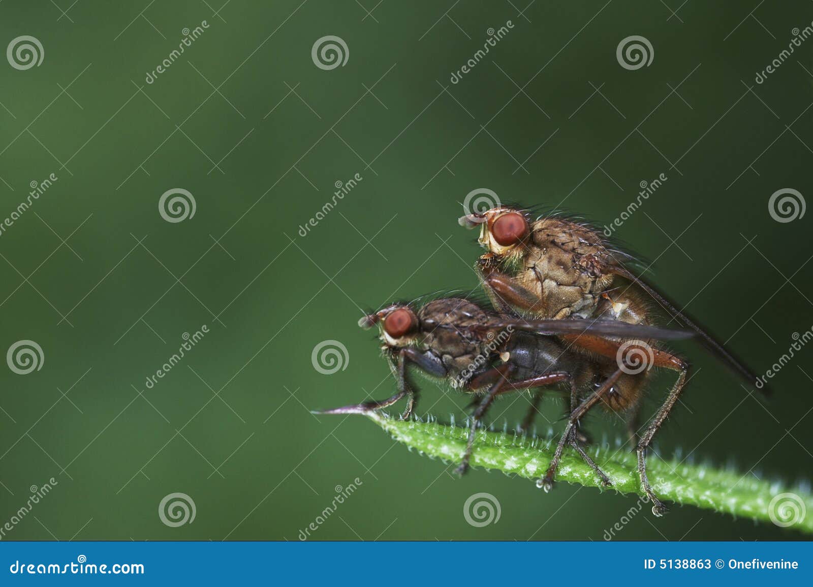 Two Flies Mating Macro stock image. Image of closeup, insect - 5138863