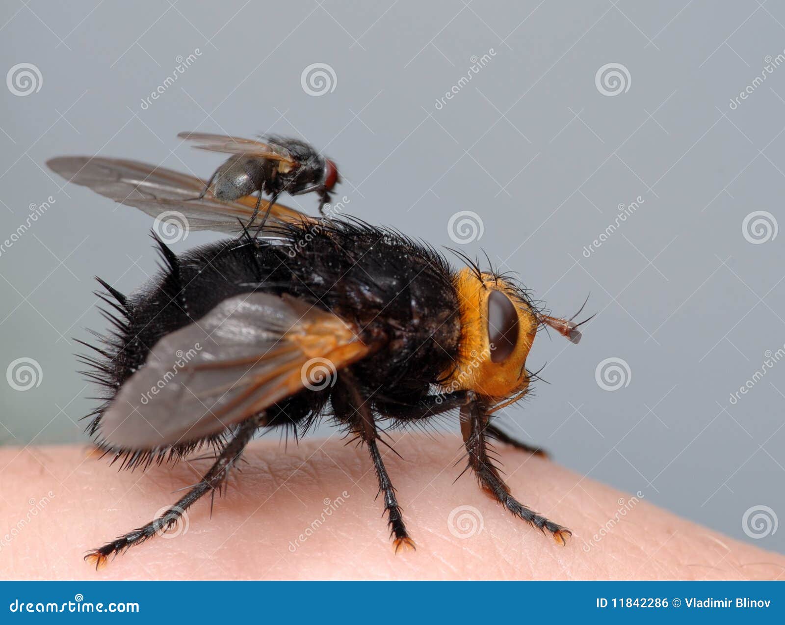 Two flies on my finger stock photo. Image of wing, tachina - 11842286