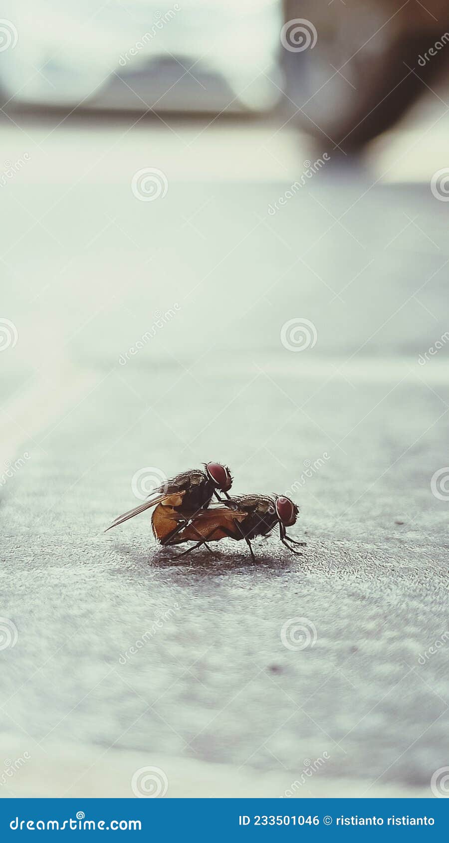 Two flies are reproducing stock photo. Image of flies - 233501046