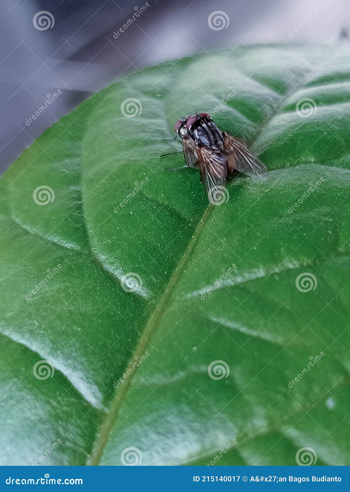 Two Flies Were Making Out on the Texture of a Leaf Stock Image - Image ...