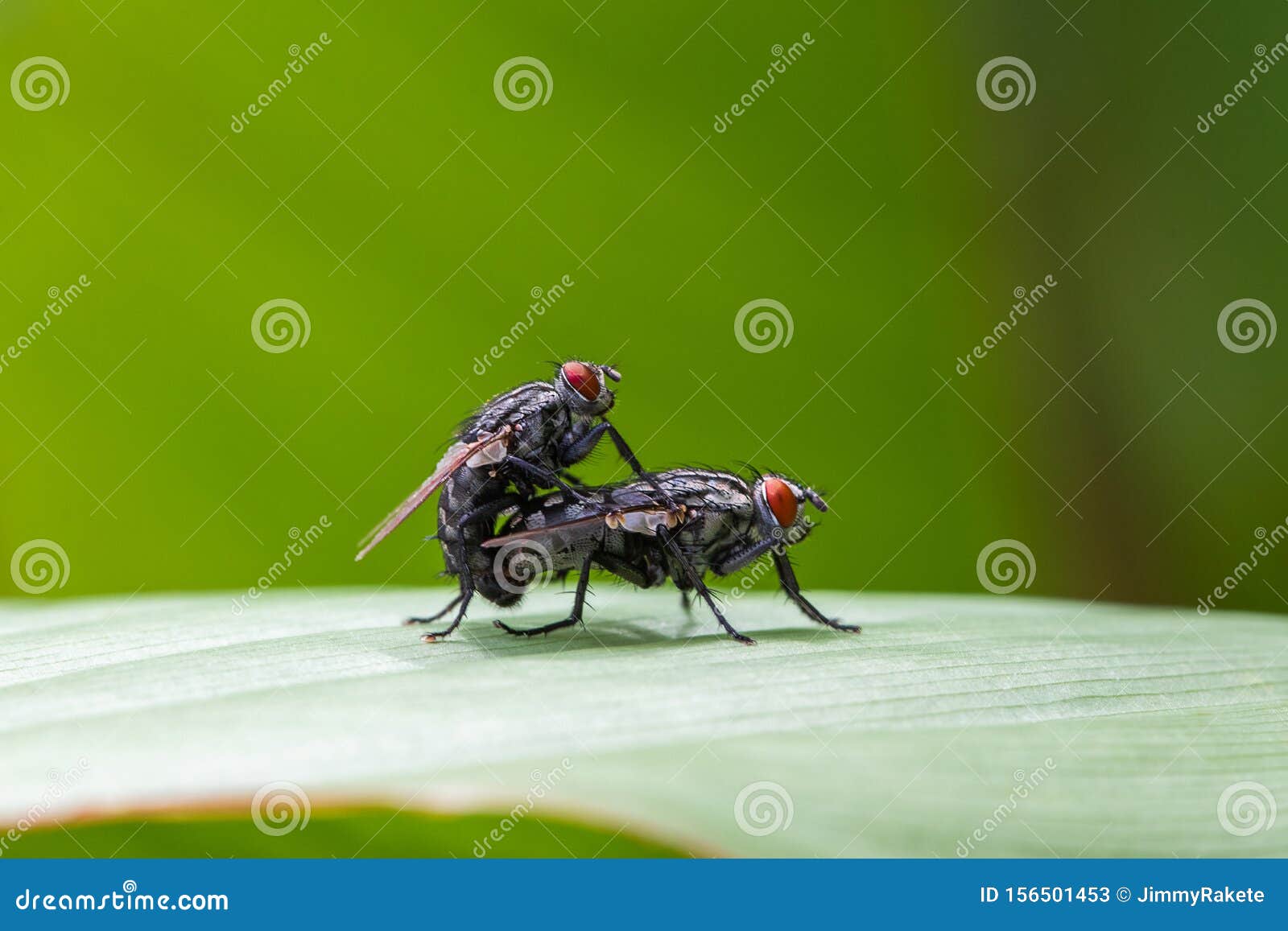 Two Flies with Wide Open Red Eyes Pairing on a Green Leaf Stock Image ...