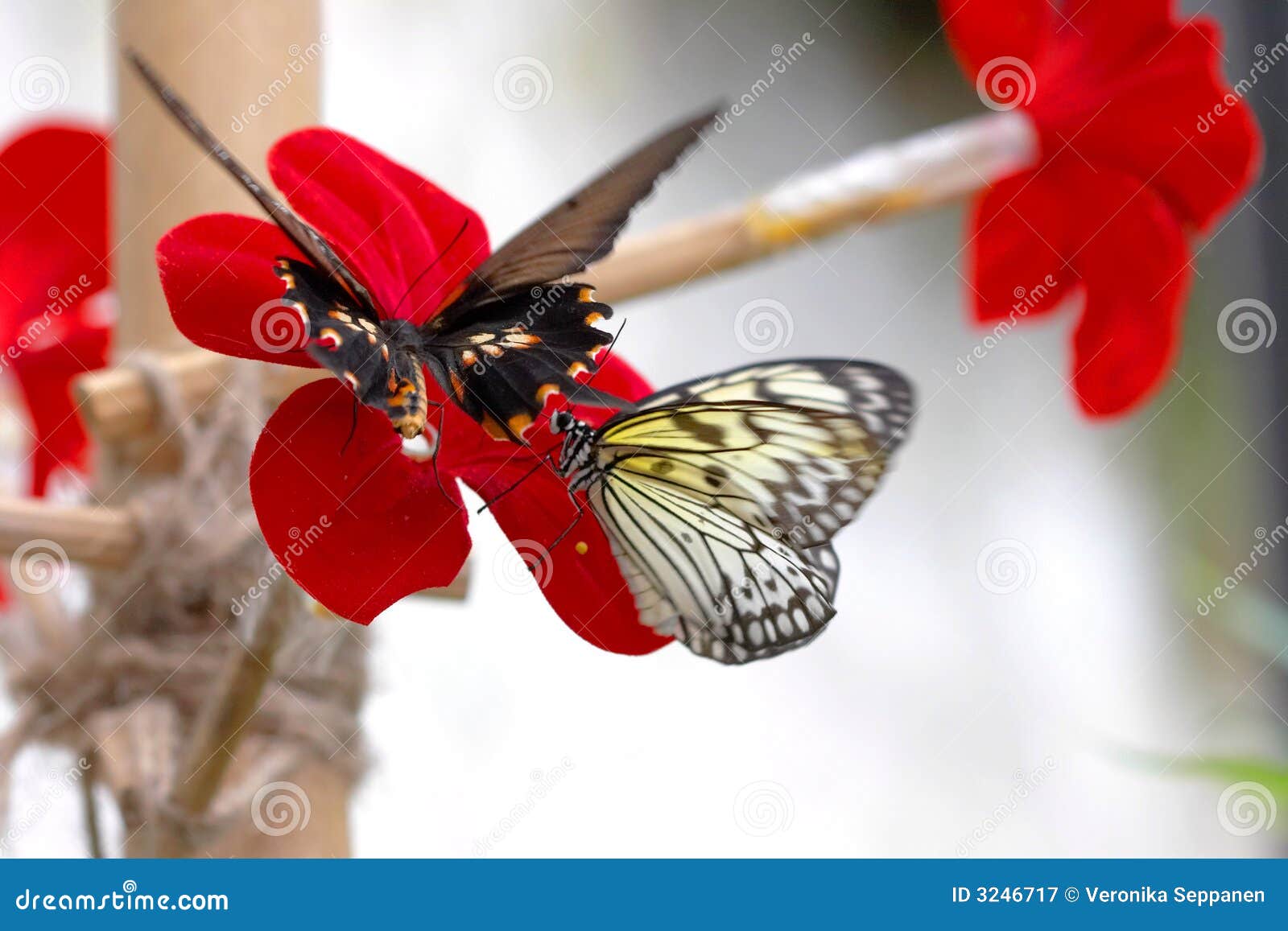Two flitting butterflies stock image. Image of flying - 3246717