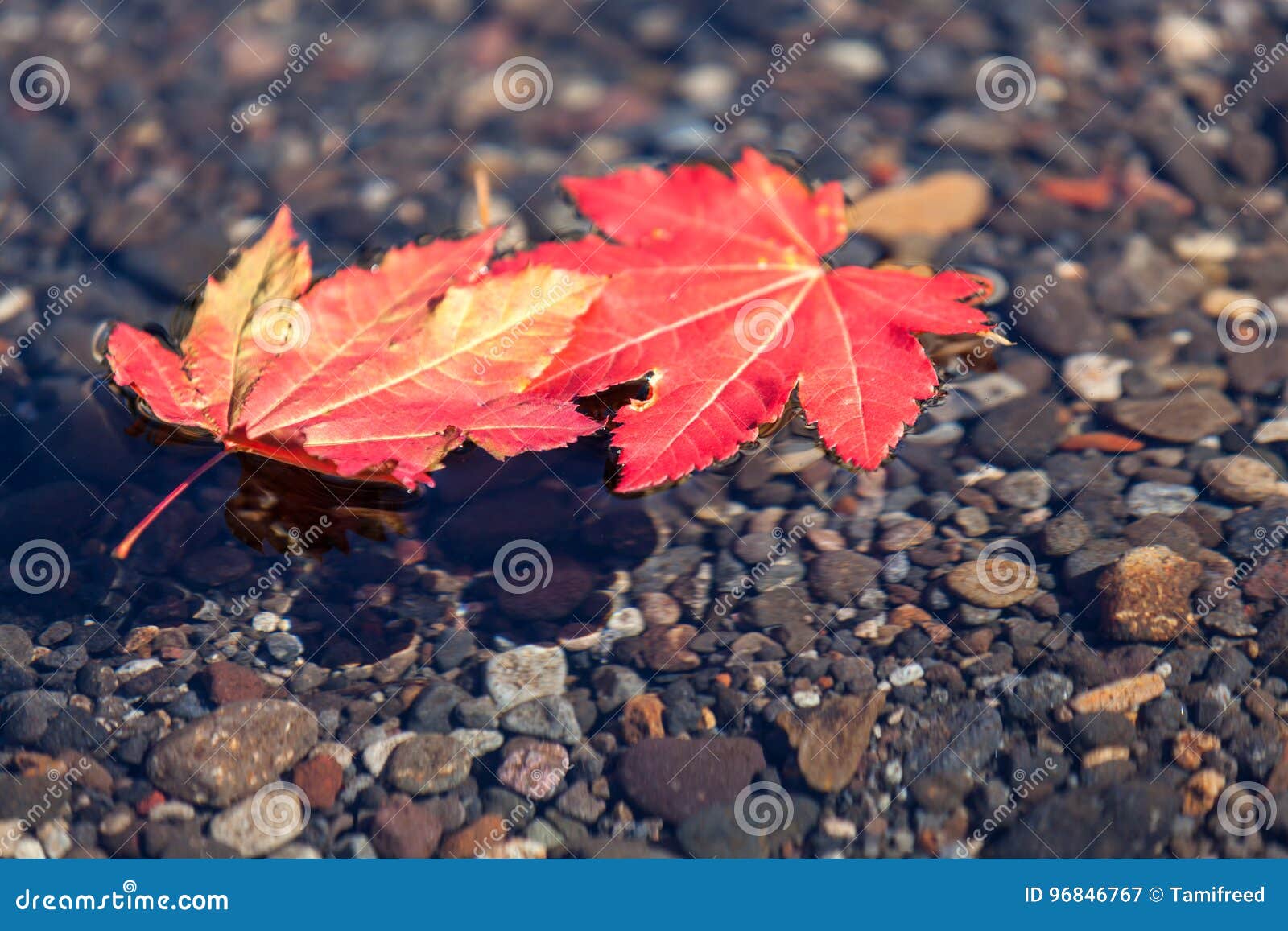 Two Floating Leaves stock image. Image of light, nature - 96846767