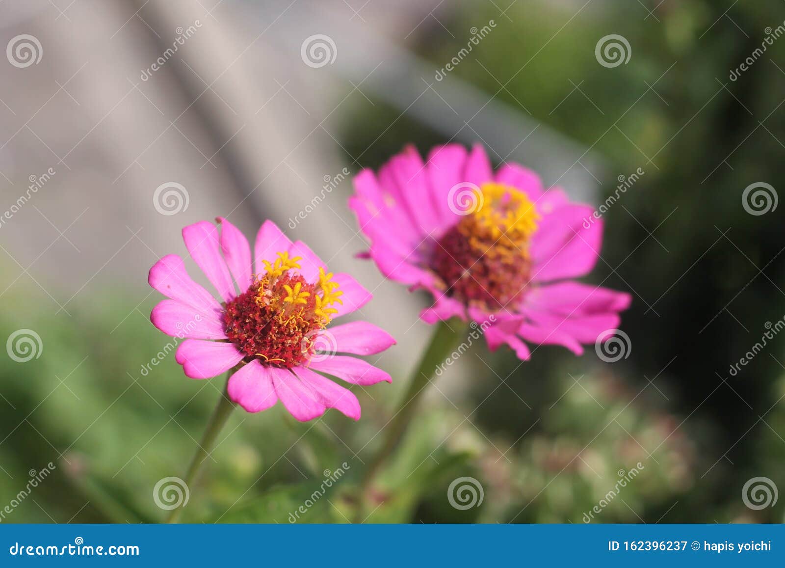 Two Flower Garden Java Photoshoot Stock Image - Image of java, garden ...