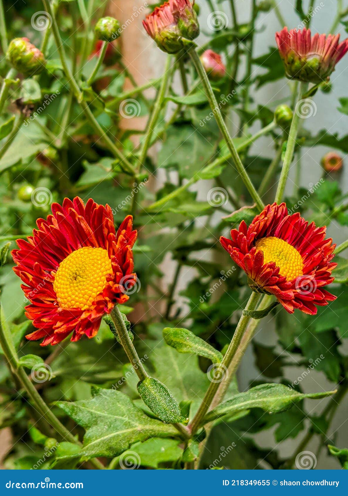 Two flower on plant stock image. Image of prairie, insect - 218349655