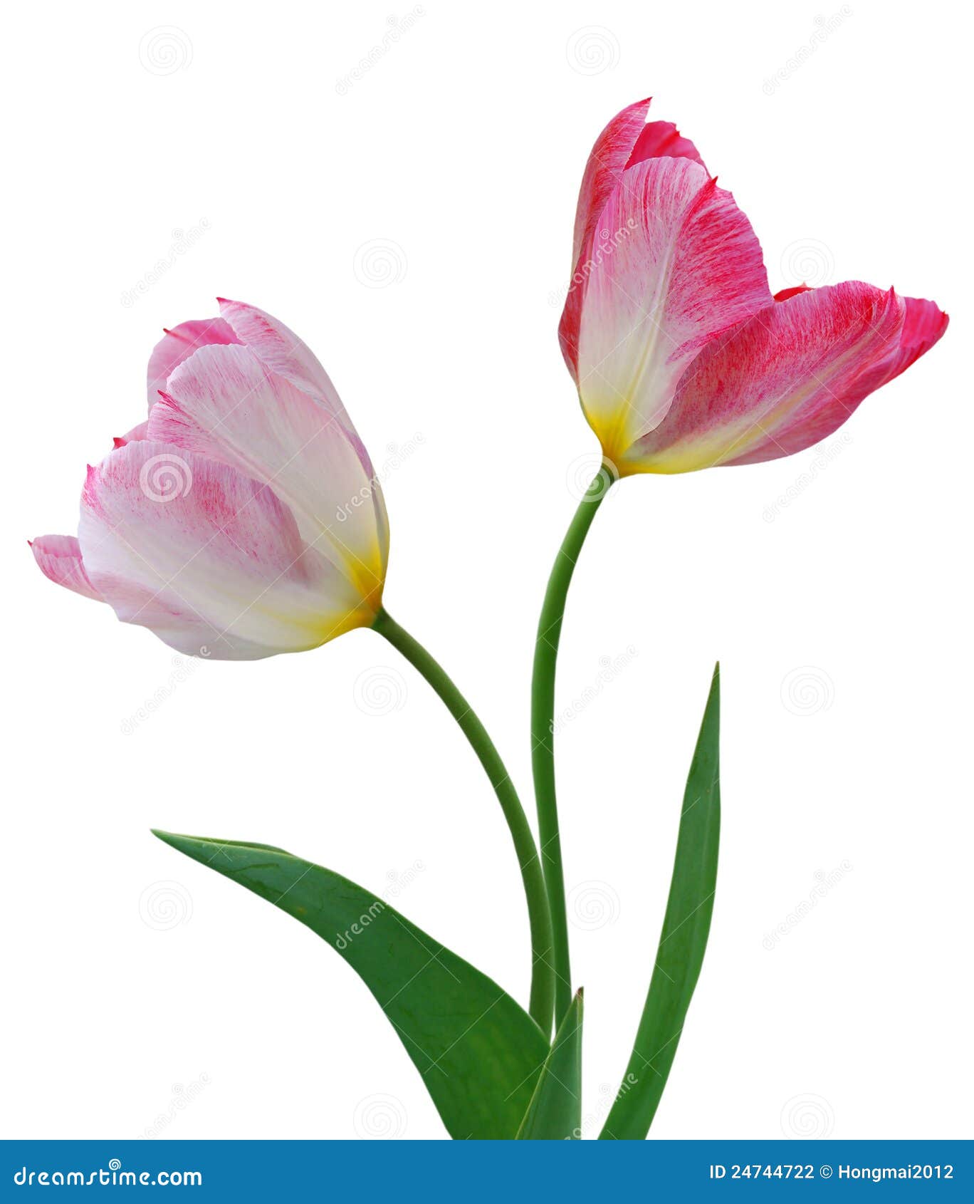 Two Flower Tulips stock photo. Image of bloom, pink, natural - 24744722