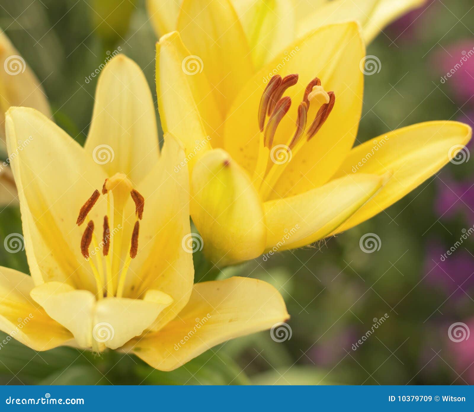 Two flowers stock image. Image of pink, beauty, freshness - 10379709