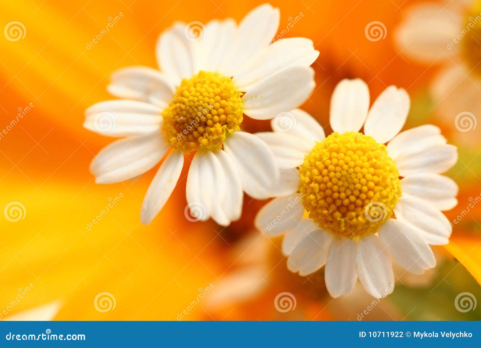Two flowers stock photo. Image of wonderful, beauty, plant - 10711922