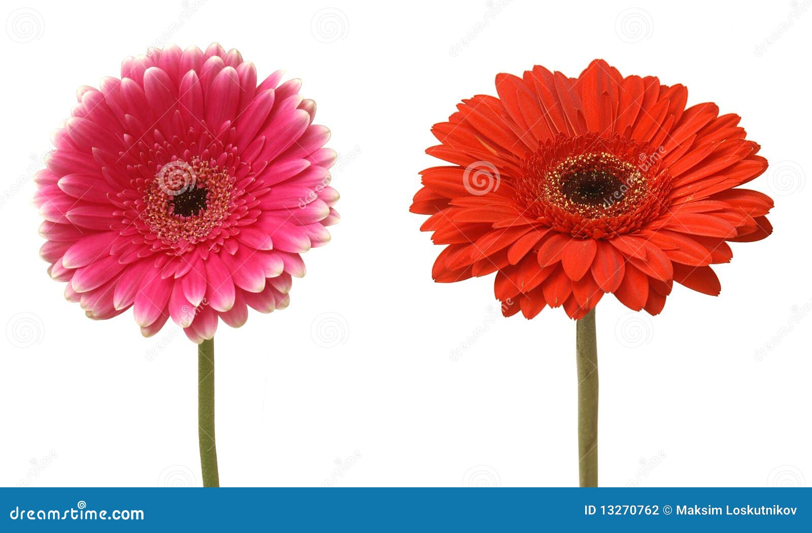 Two flowers stock photo. Image of colorful, daisy, blossom - 13270762