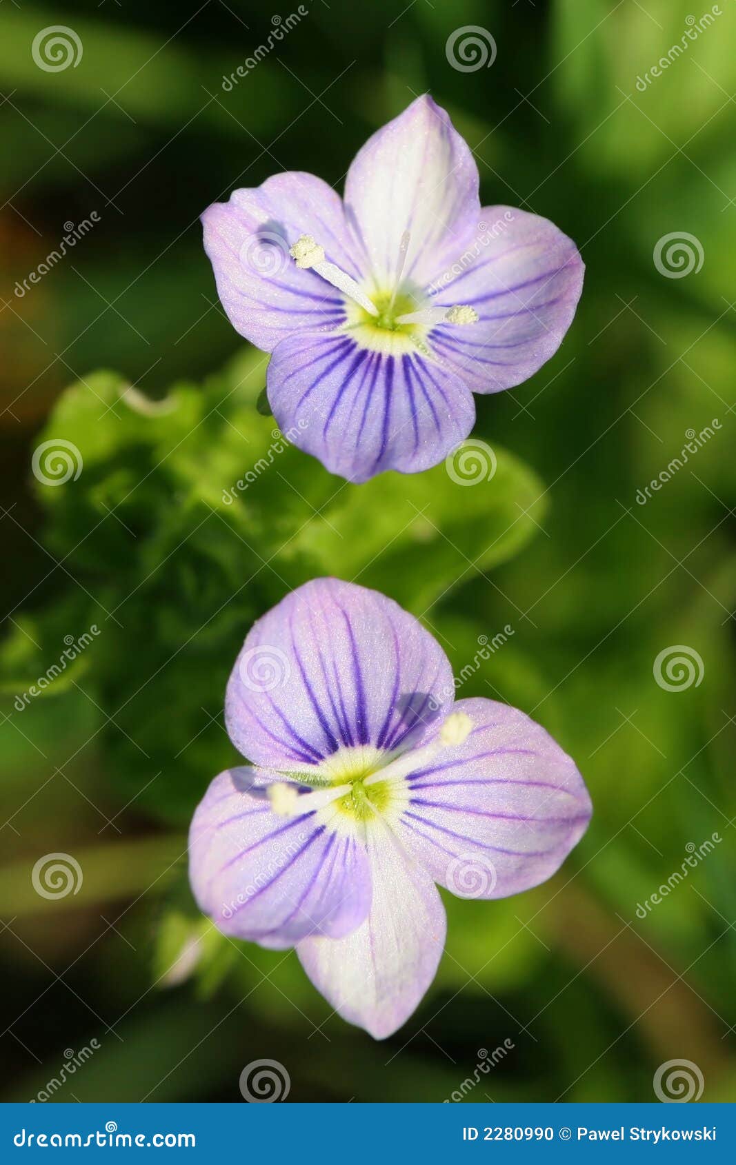 Two flowers stock photo. Image of pollen, summer, spring - 2280990