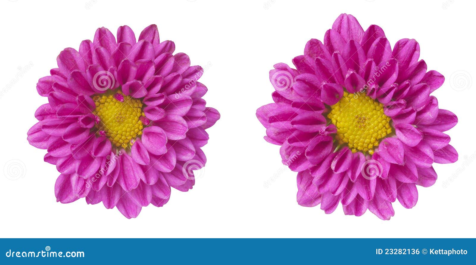 Two flowers stock photo. Image of pretty, single, perfume - 23282136