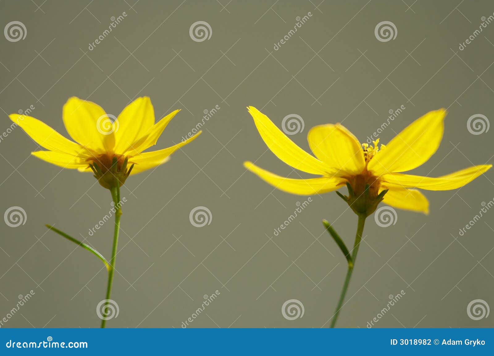 Two flowers stock photo. Image of backlight, beautiful - 3018982