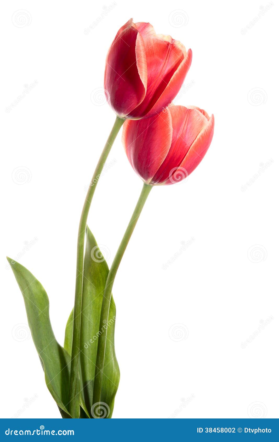 Two flowers stock photo. Image of excellent, green, pink - 38458002