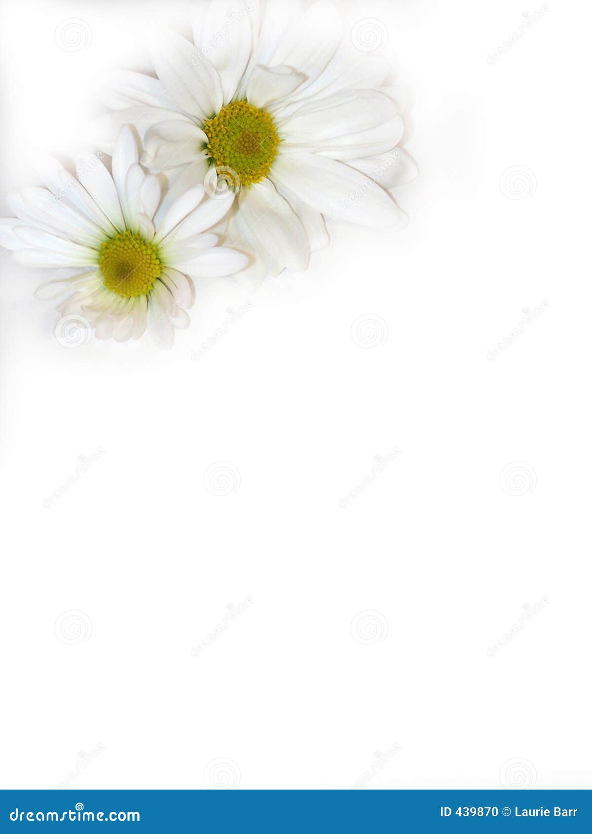 Two flowers. stock photo. Image of horticulture, pretty - 439870