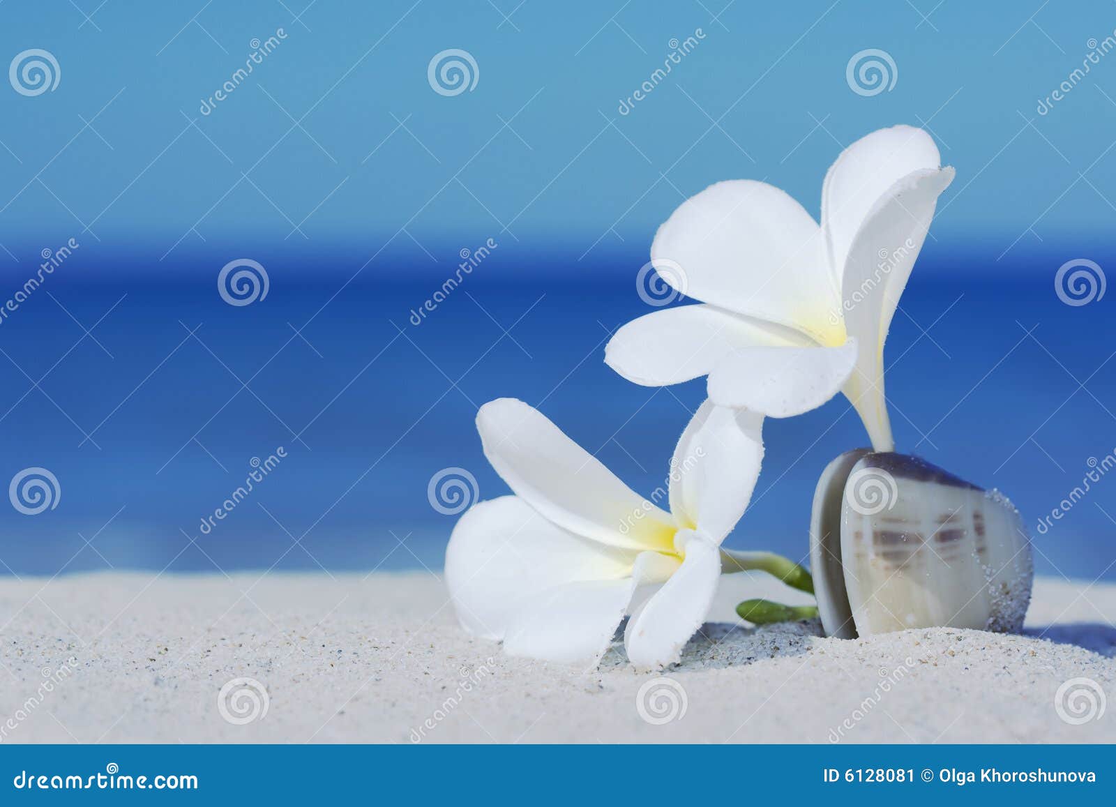 Two flowers stock image. Image of design, blossom, macro - 6128081