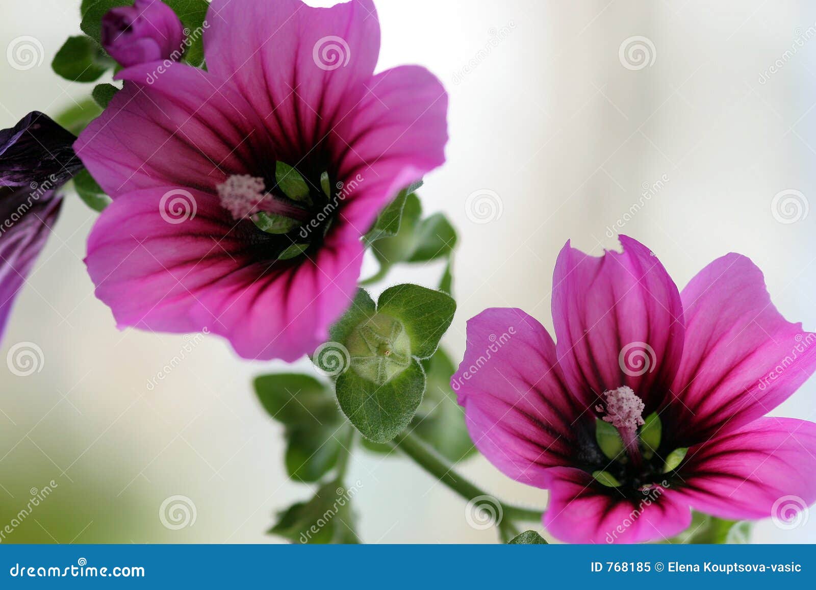 Two flowers stock image. Image of beauriful, garden, blooms - 768185