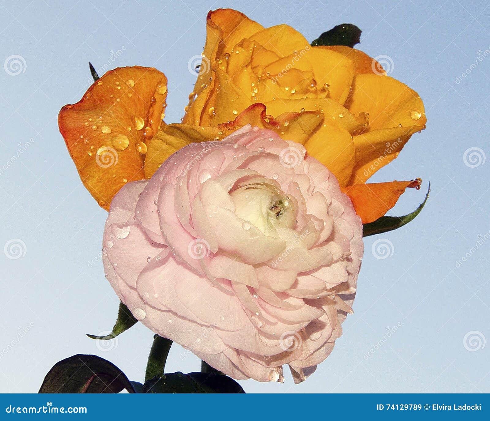 Two flowers stock image. Image of flowers, pink, beautiful - 74129789