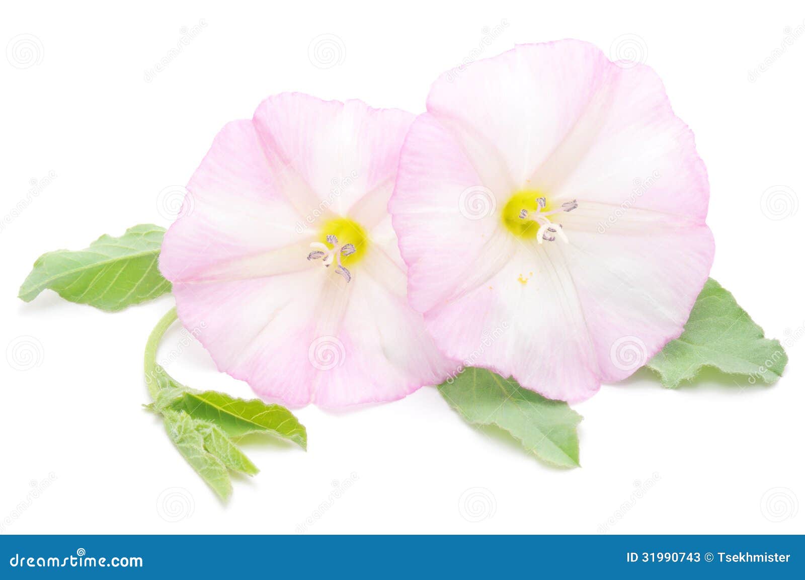 Two flowers stock image. Image of leaf, green, beauty - 31990743