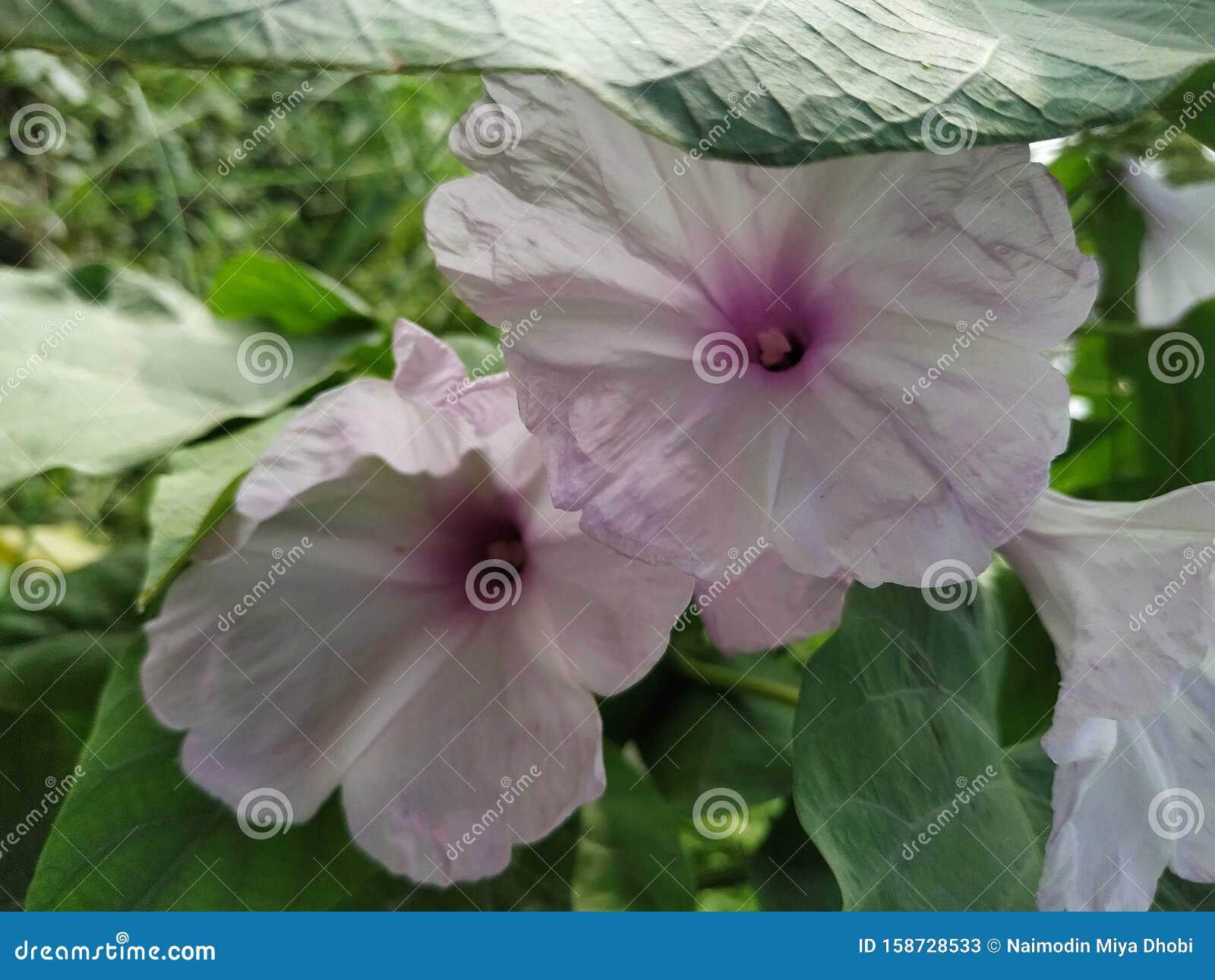 Two Flowers Close Each Other Natural Stock Image - Image of outdoor ...