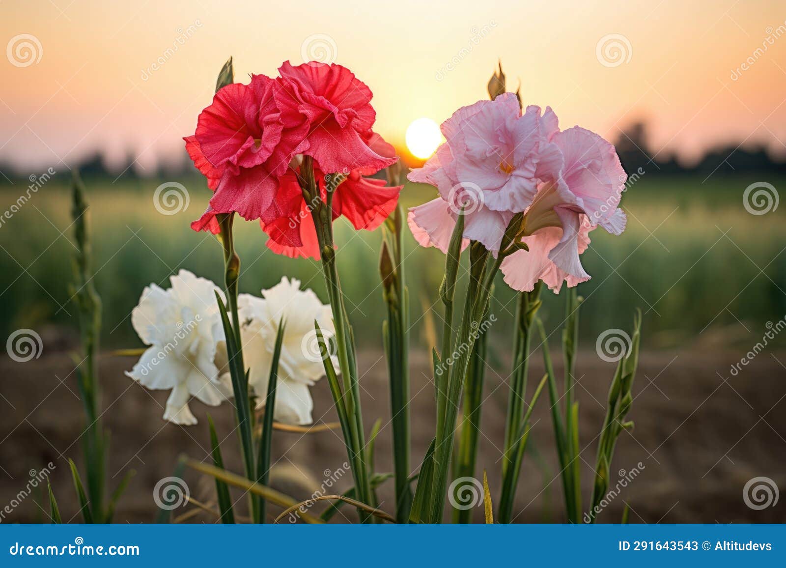 Two Flowers in a Field, Leaning into Each Other Stock Image - Image of ...