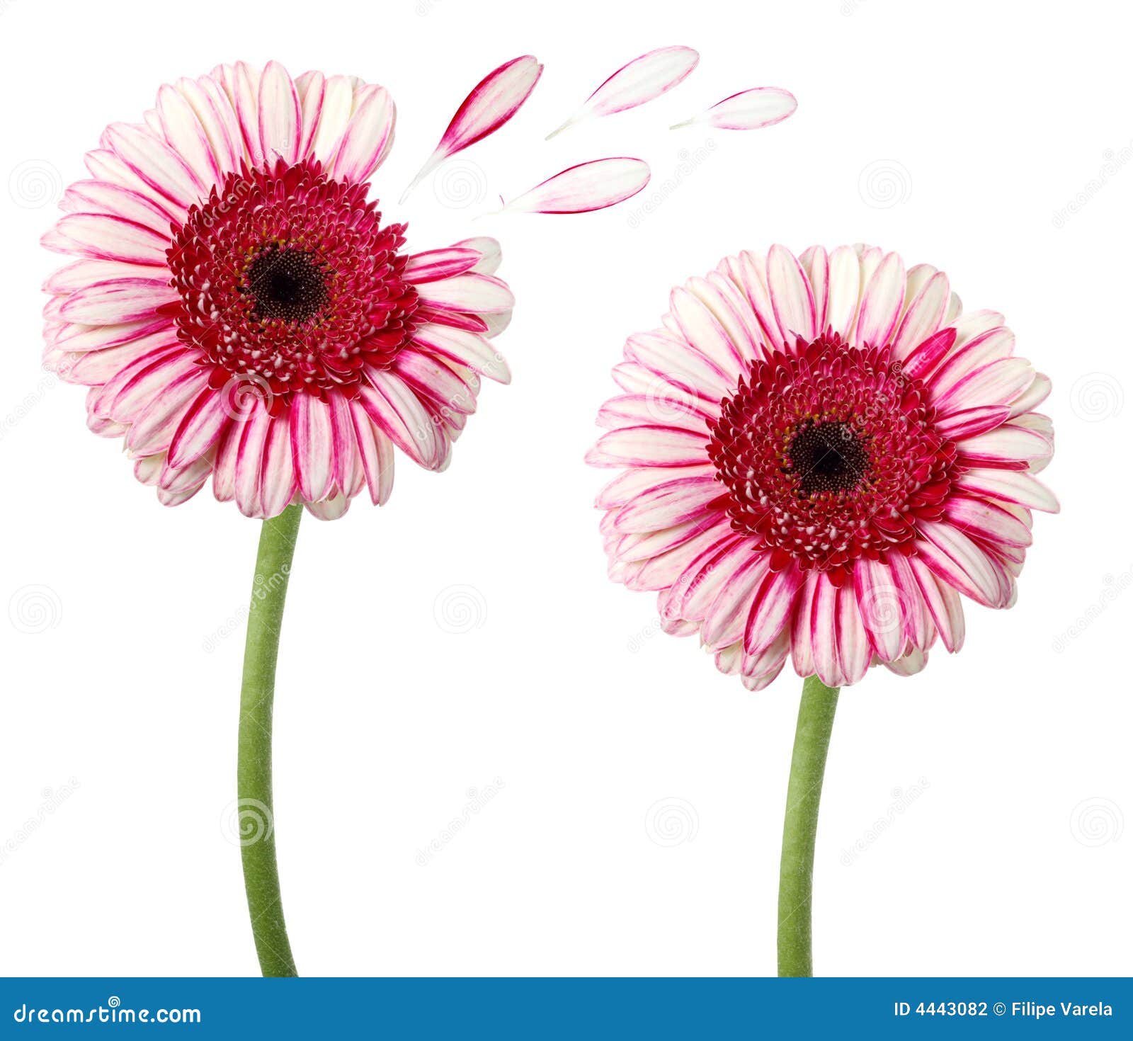 Two Flowers Isolated on White Stock Photo - Image of good, plant: 4443082