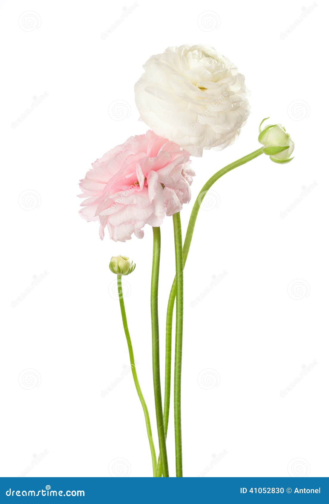 Two flowers stock photo. Image of head, isolated, close - 41052830