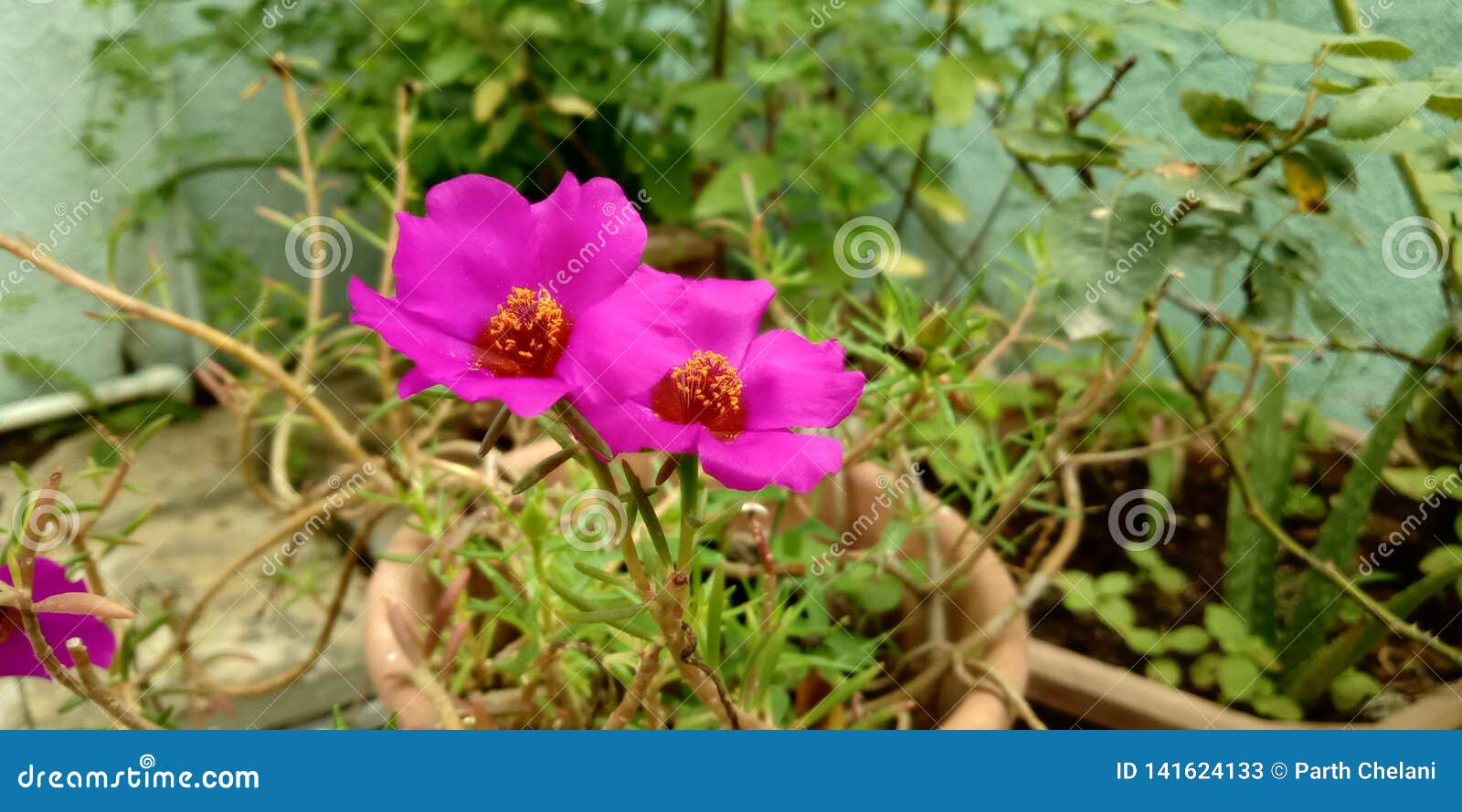 Two Flowers Like Love Birds Stock Image - Image of flowers, love: 141624133