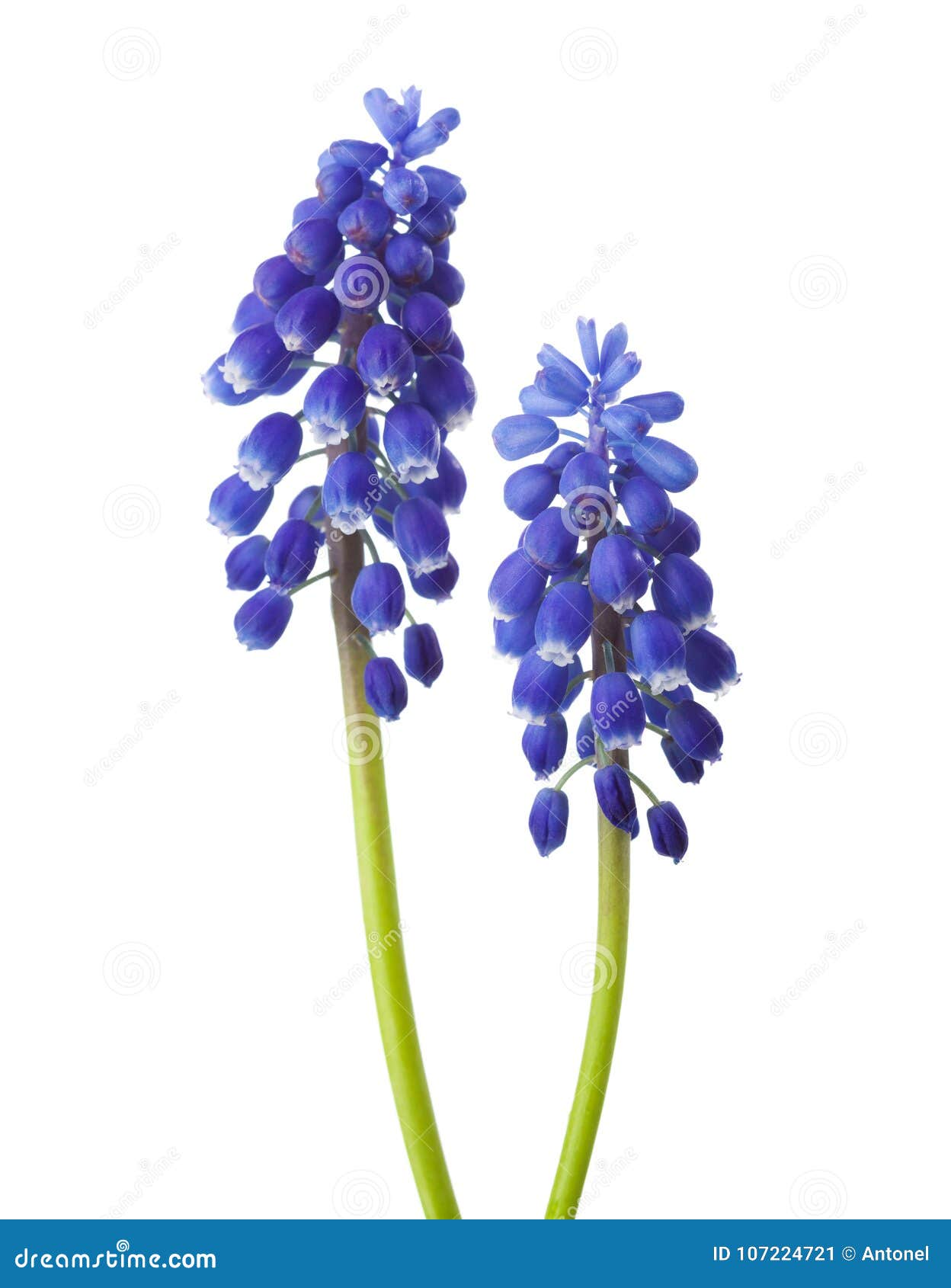 Two Flowers of Muscari Isolated on White Background. Grape Hyacinth ...
