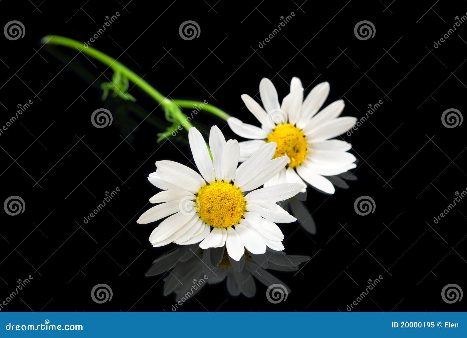 Two Flowers ox-eye daisy stock image. Image of white - 20000195