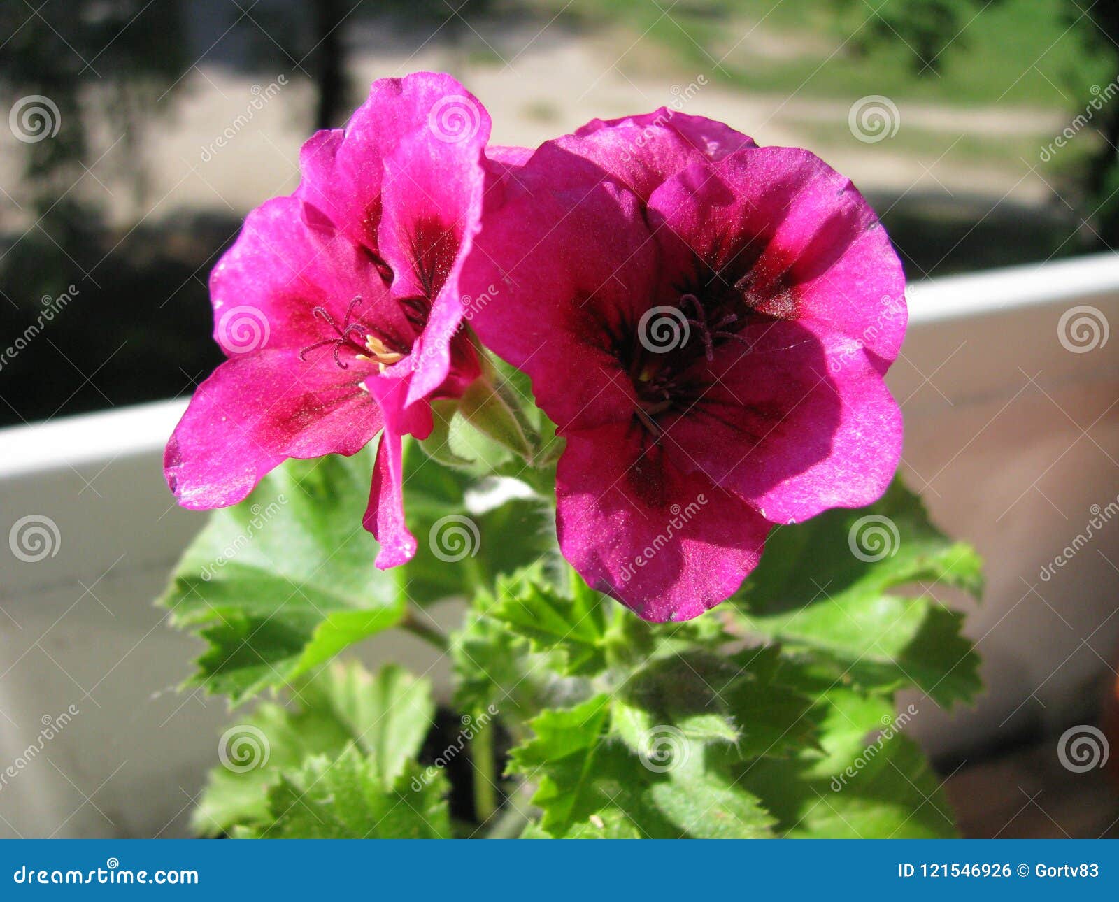 Two Flowers of Regal Pelargonium PAC Candy Flowers Violet Stock Photo ...