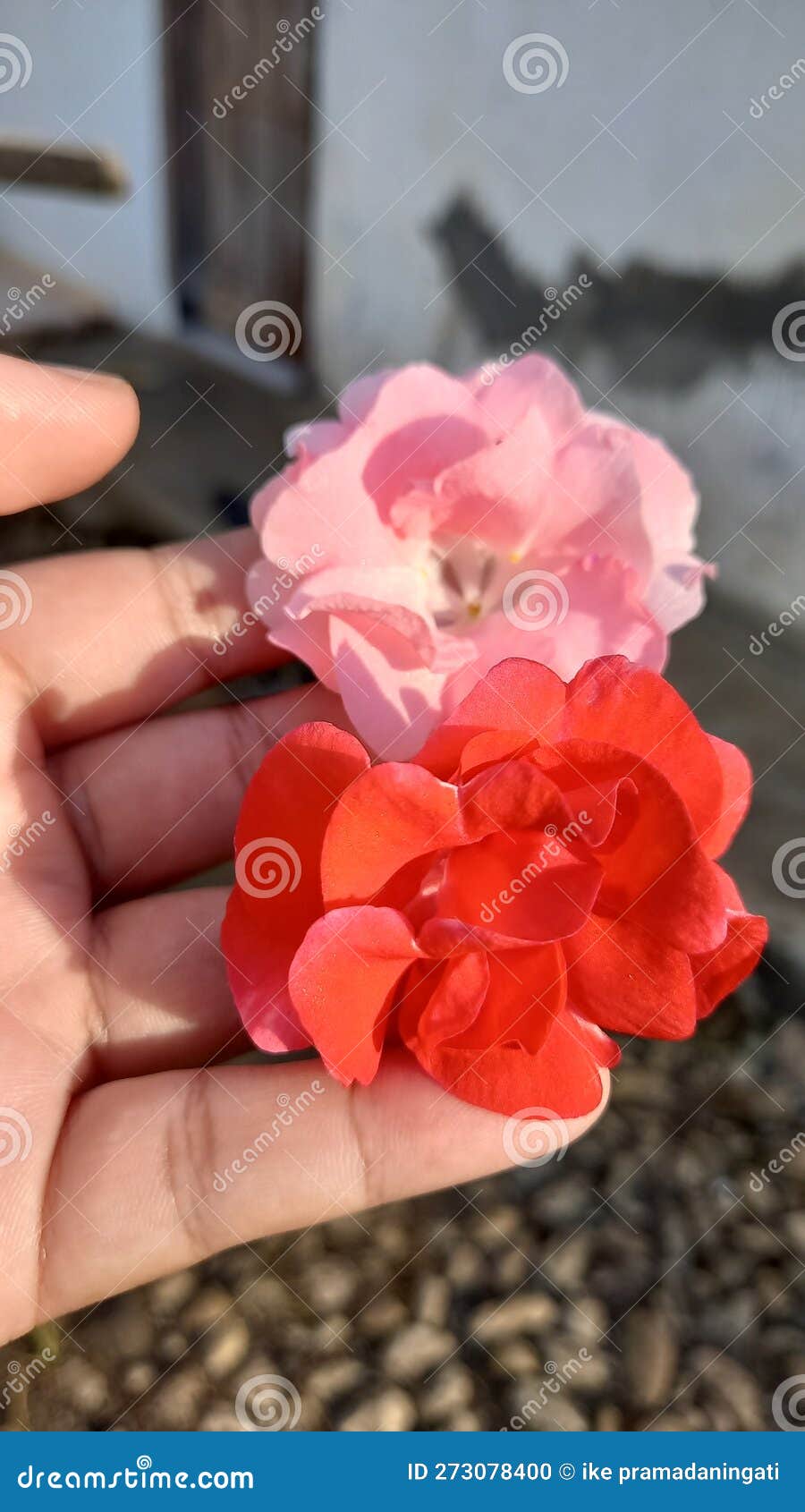 Two Flowers of the Same Color are Different Stock Photo - Image of rose ...