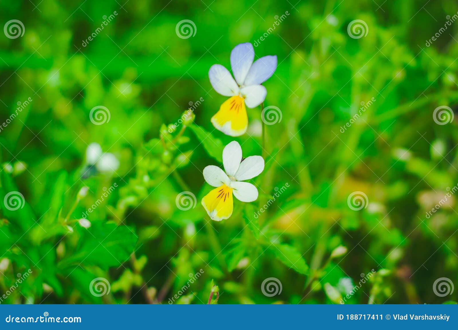 Two Flowers of Violet Tri-color Violet Bloomed Stock Image - Image of ...