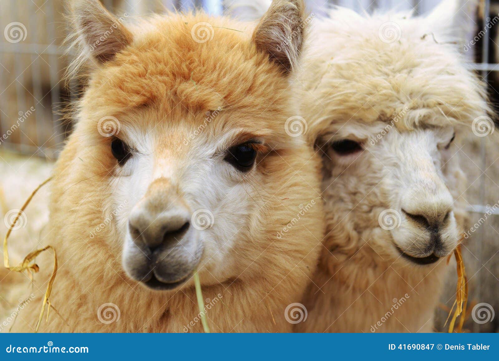 Two fluffy alpacas stock image. Image of head, wool, furry - 41690847
