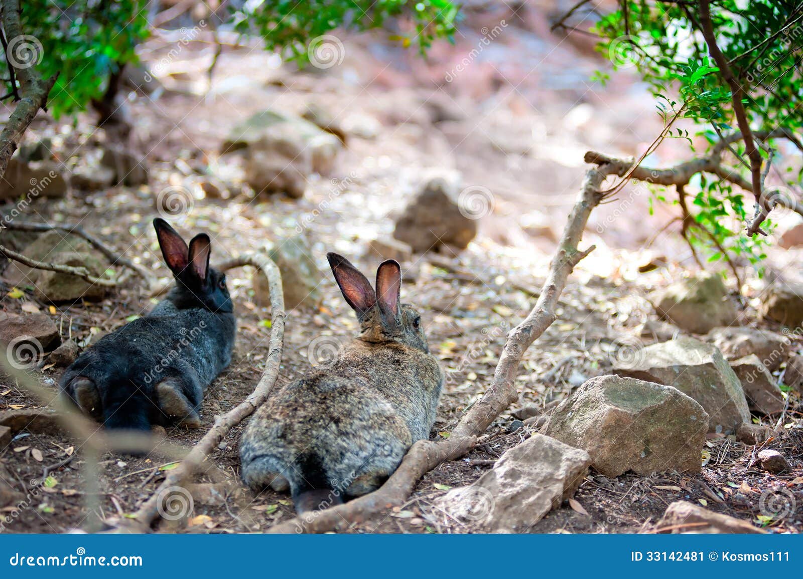 Two Fluffy Bunny Lying Down Resting In The Shade Of A Tree Stock Image ...
