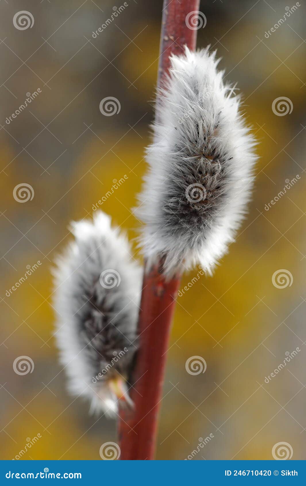 Catkins { Amentum }, A Variety Of Ear Or Cluster, A Type Of ...