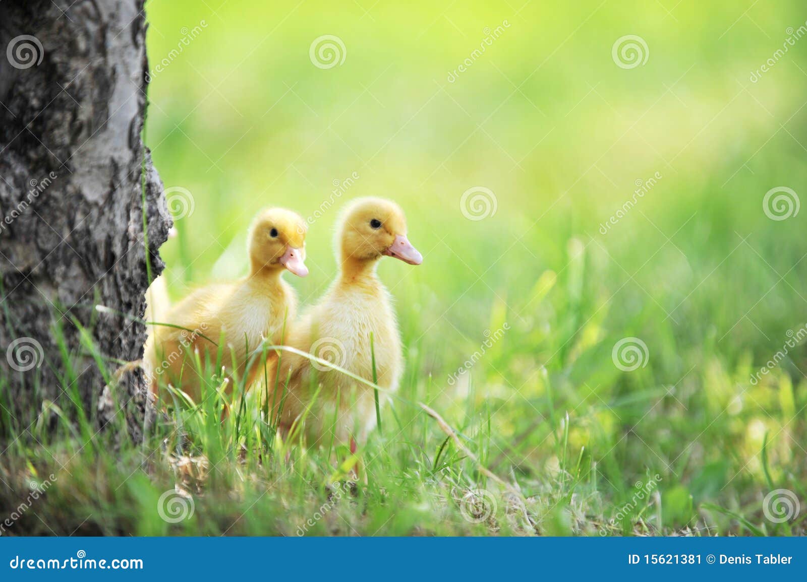 Two fluffy chicks stock image. Image of farm, walking - 15621381