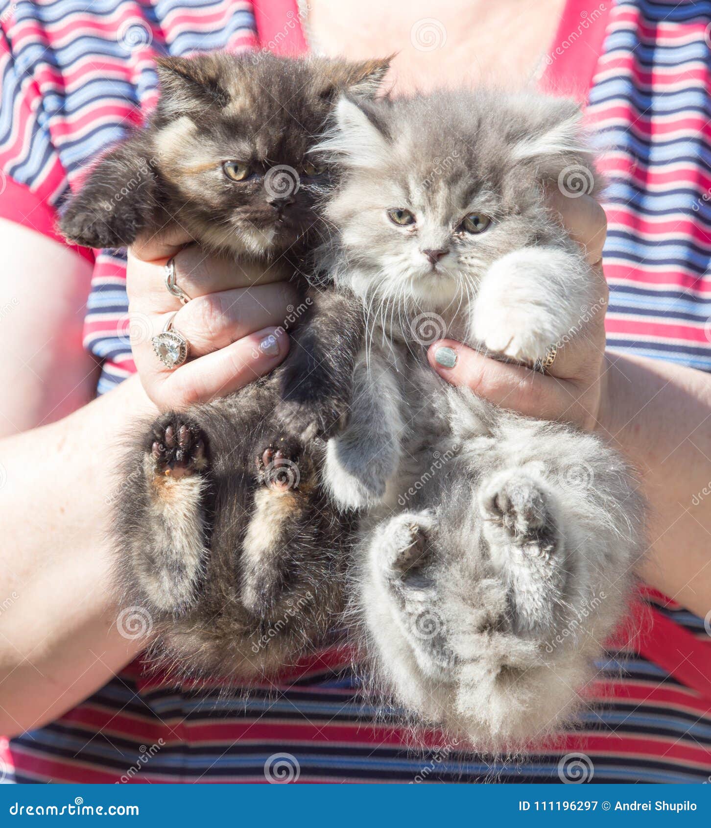 Two Fluffy Kitten in the Hand Stock Image - Image of small, beautiful ...