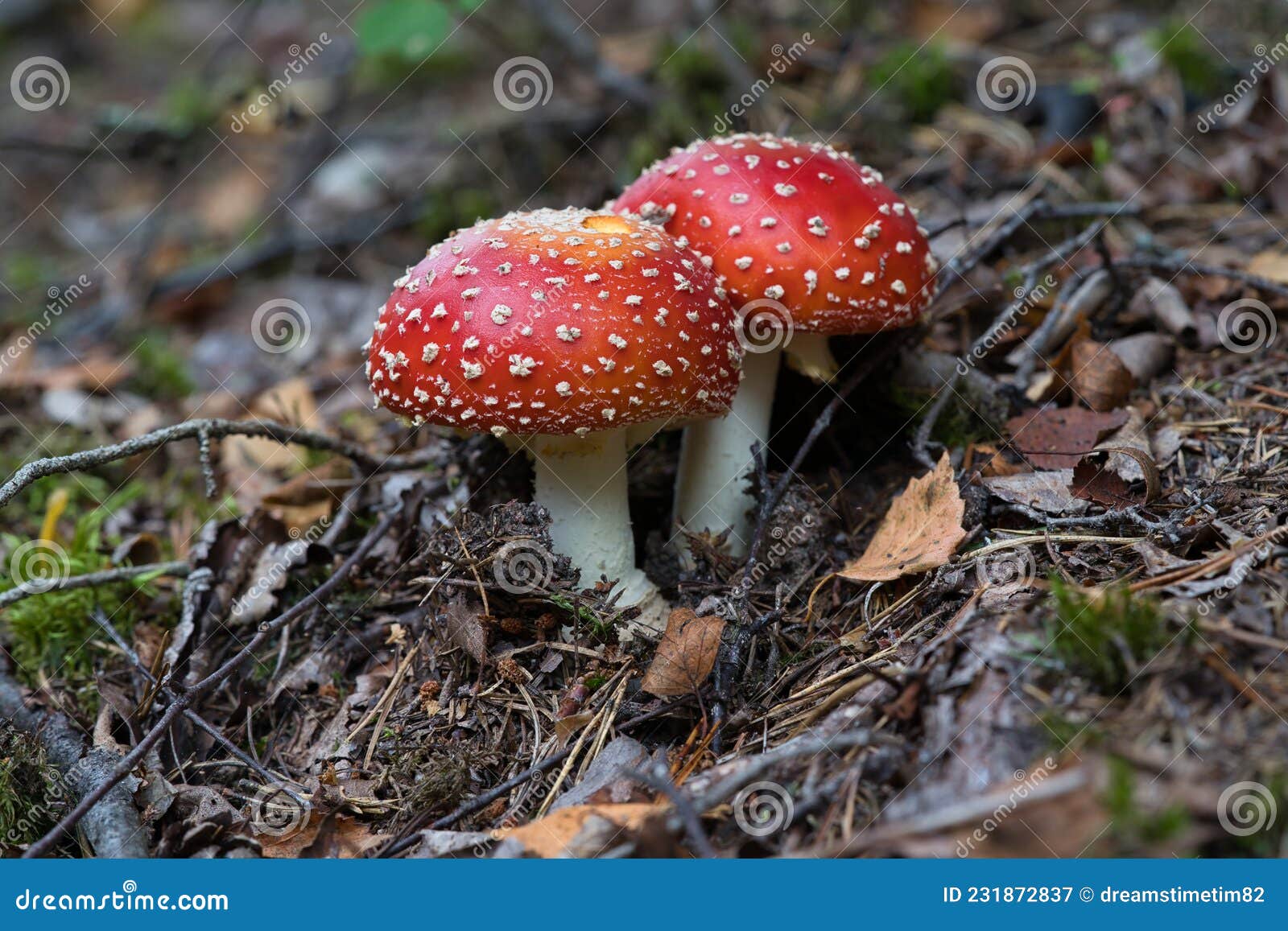 Two Fly Agaric Toadstool in Moss Stock Image - Image of biology, fungi ...