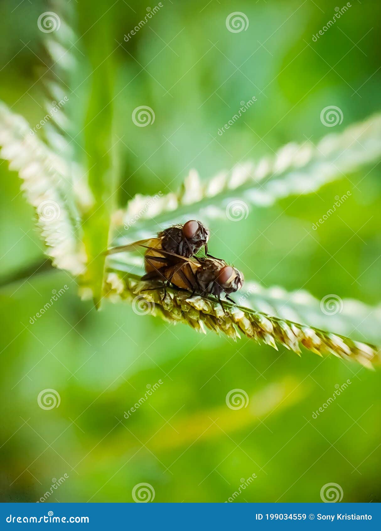 Two Fly Creatures are Breeding on Small Macro Leaves Stock Image ...