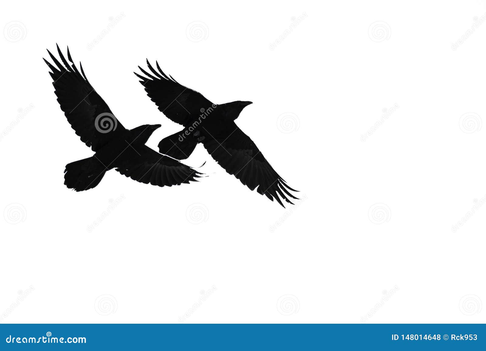 Two Flying Common Ravens Silhouetted on a White Background Stock Photo ...