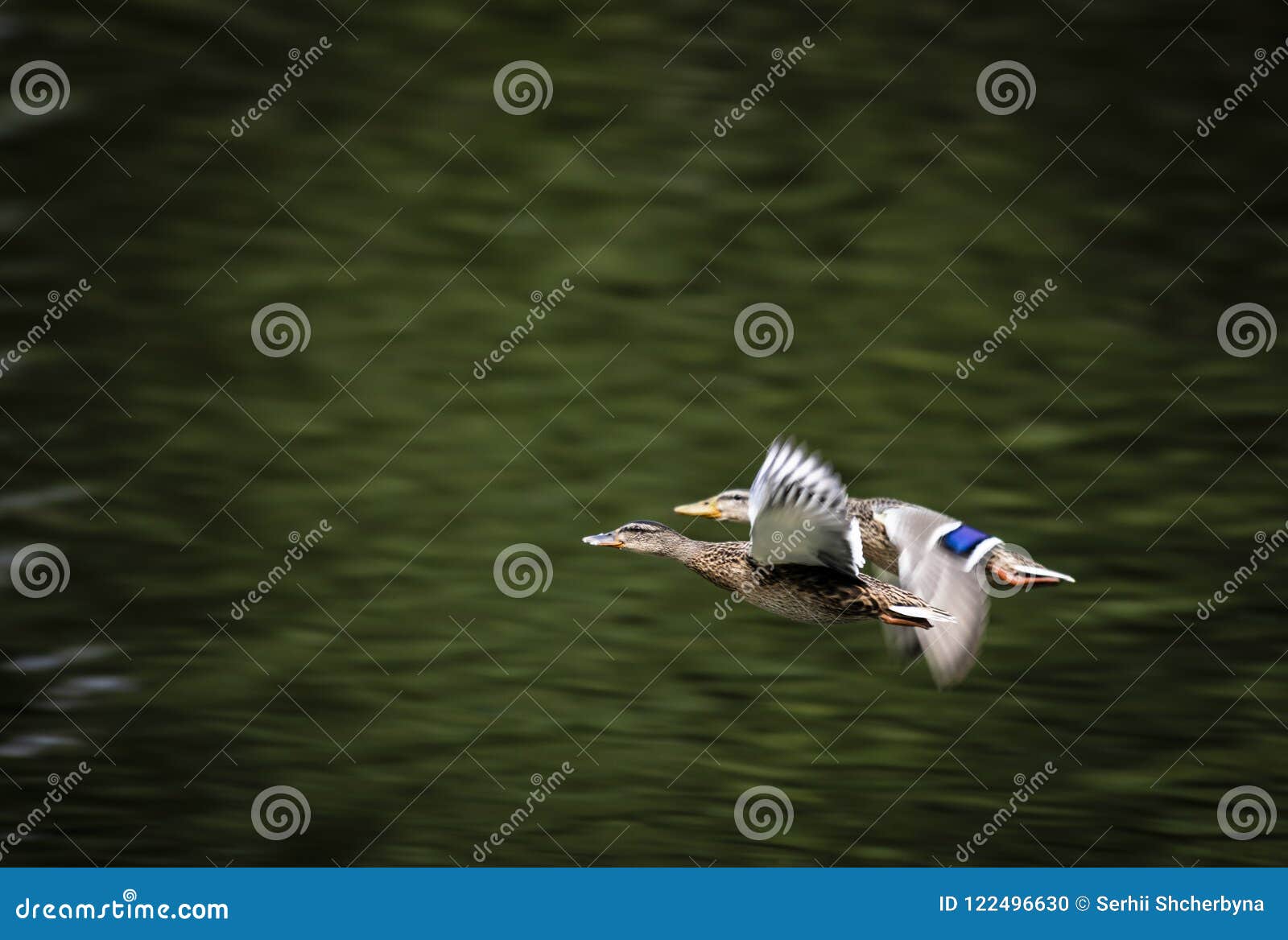 Two Flying Ducks Motion Shooting Wiring Live Stock Photo - Image of ...