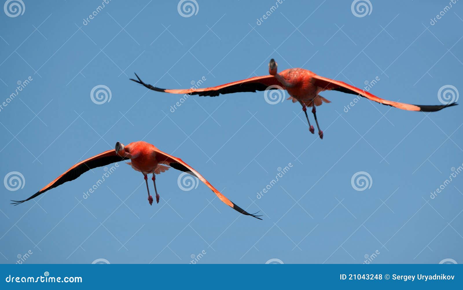 Two Flying Flamingos. stock photo. Image of exotic, national - 21043248