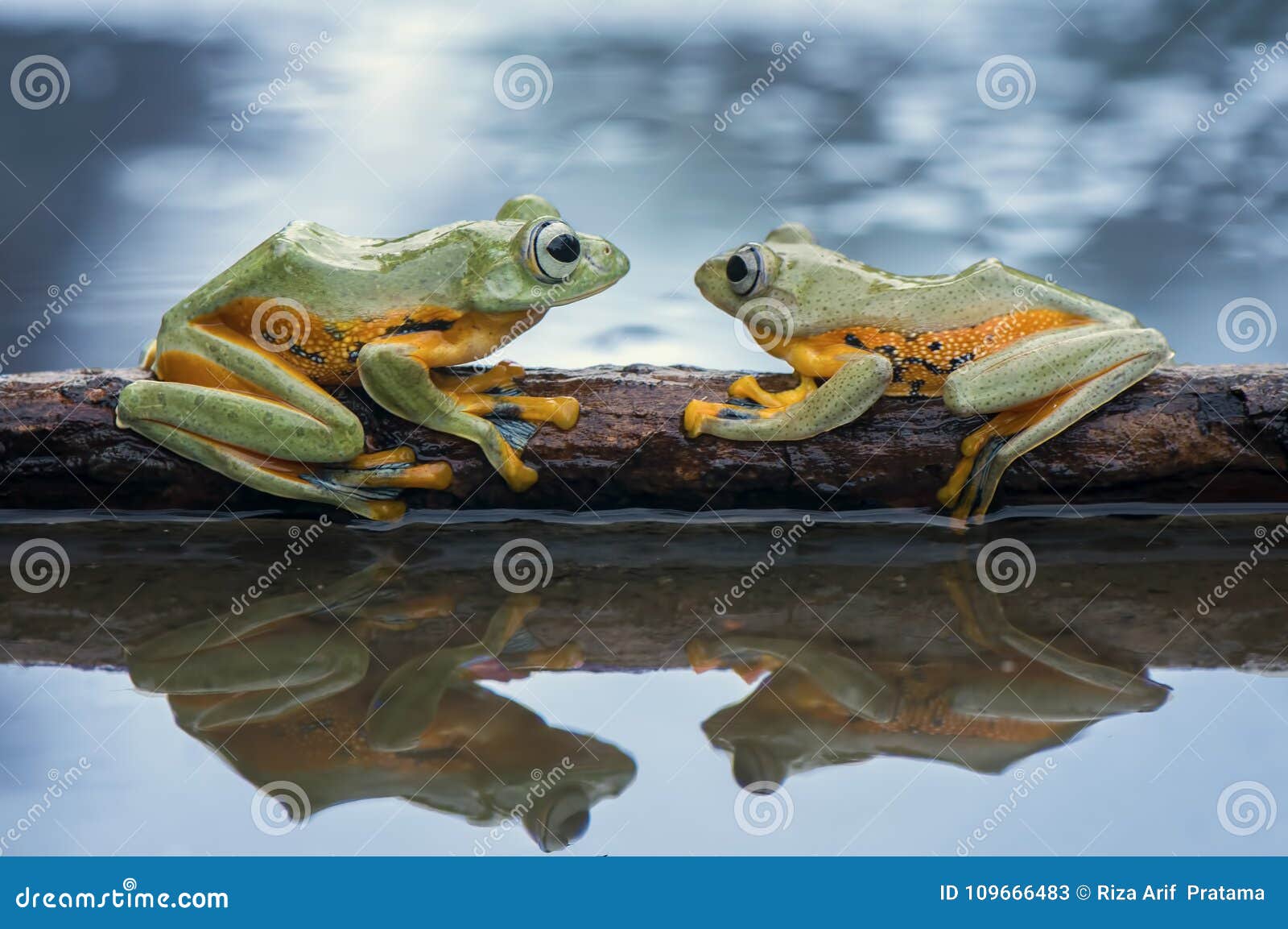 Flying Frog, Frogs, Tree Frog, Amphibians, Animals, Macro, Macro ...