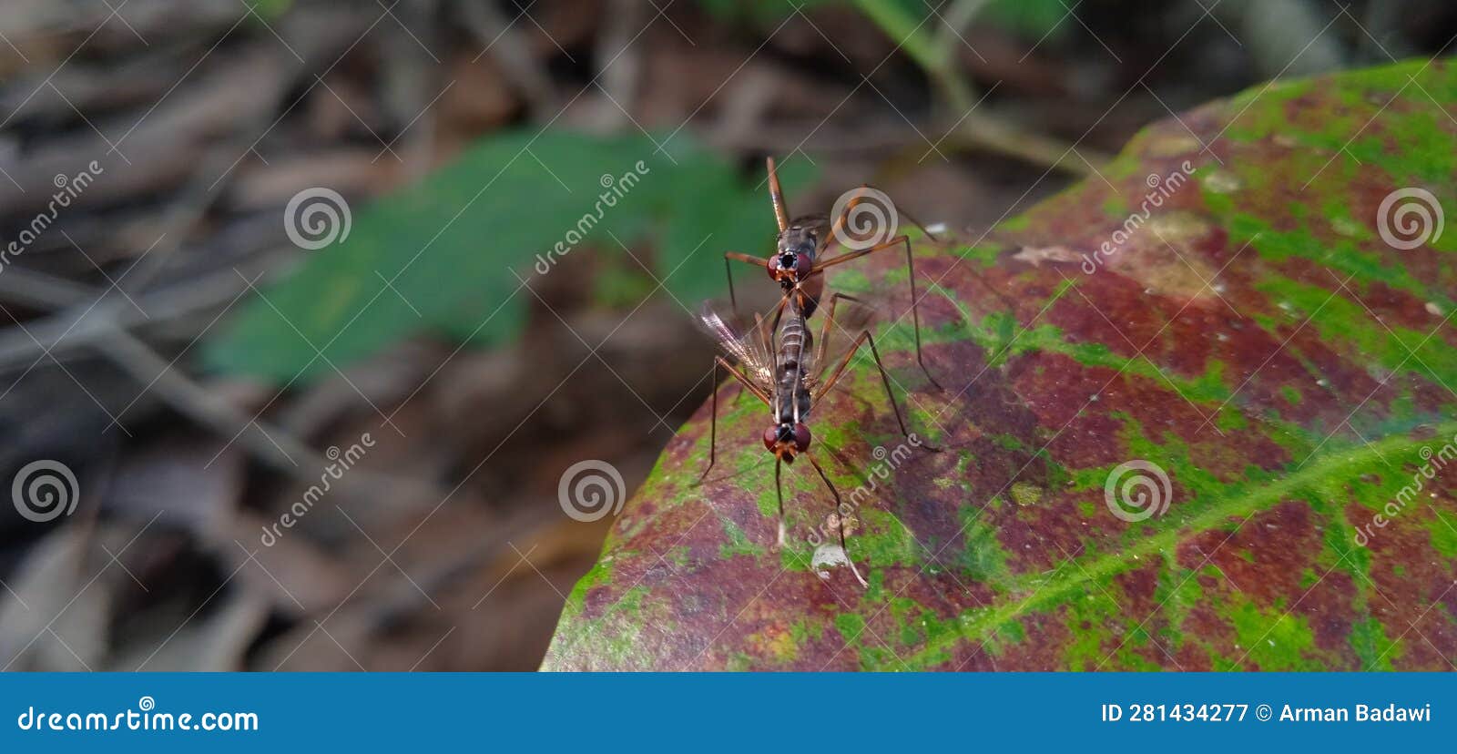 Two Flying Insects Mating on a Leaf Looking Calm and Enjoying Stock ...