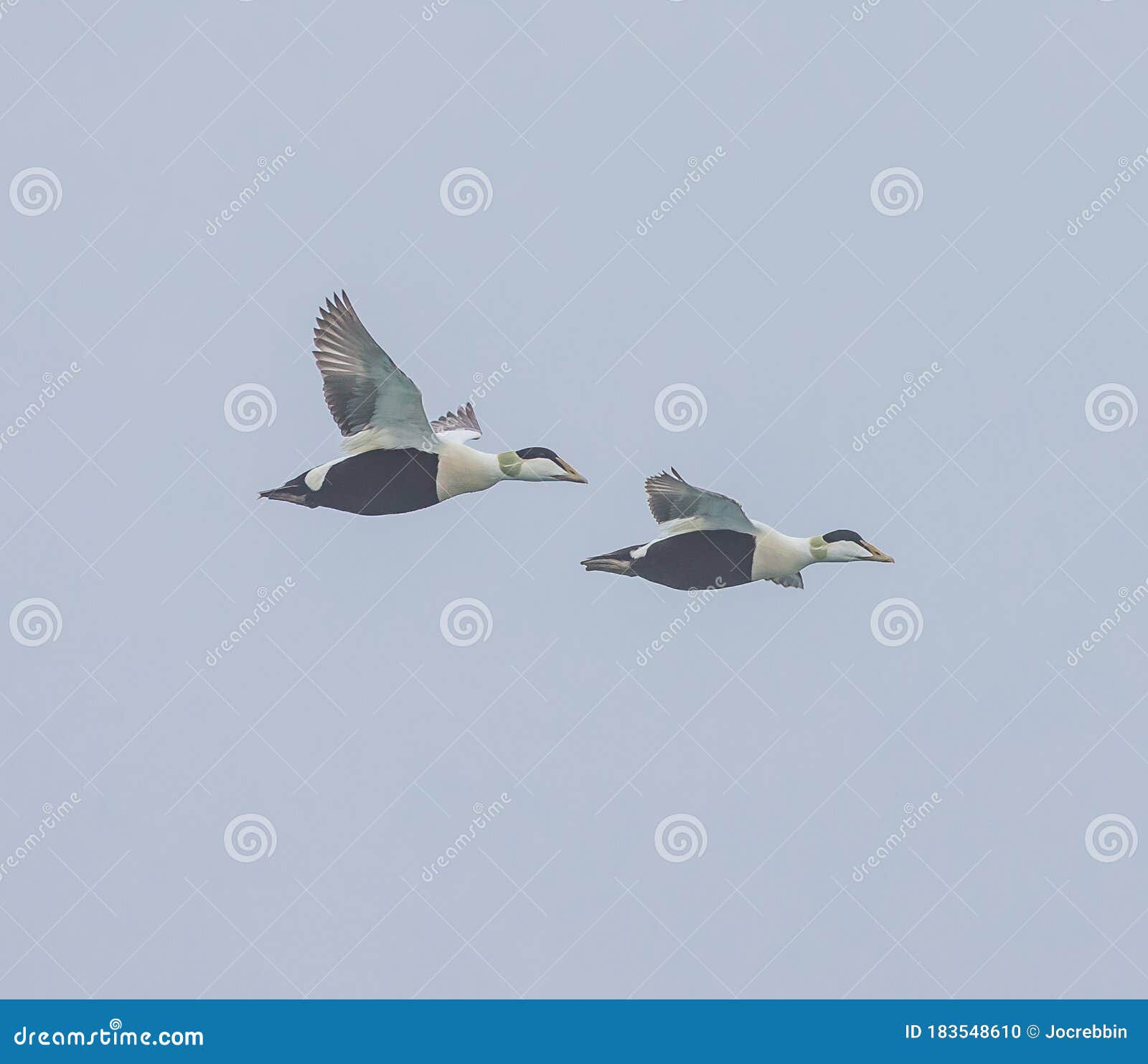 Two Flying Male Eider Ducks in Norway Stock Photo - Image of nature ...