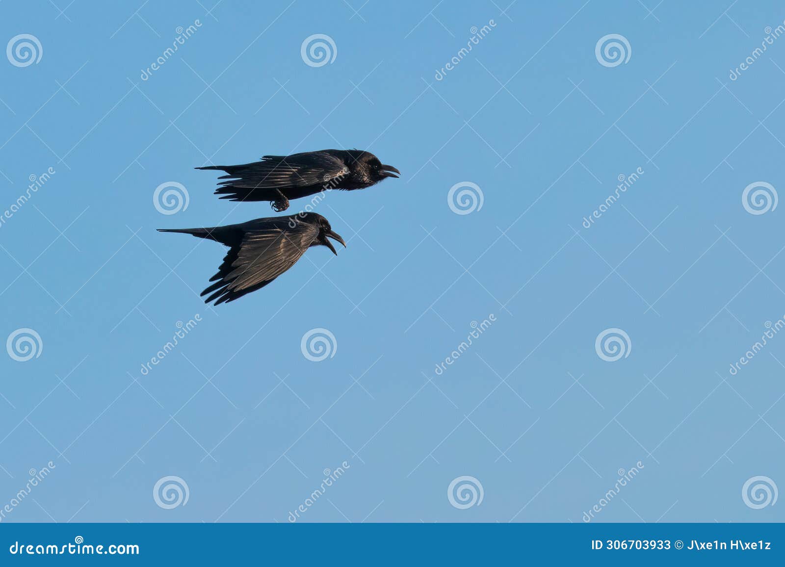 Two flying ravens stock image. Image of wing, wings - 306703933