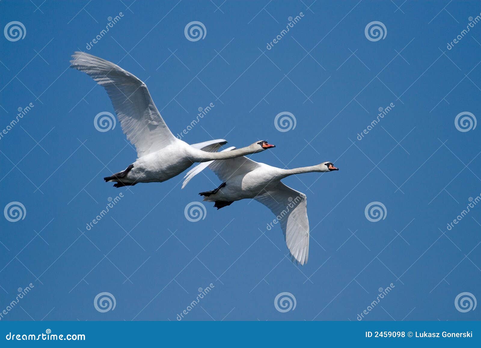 Two Swan Flying