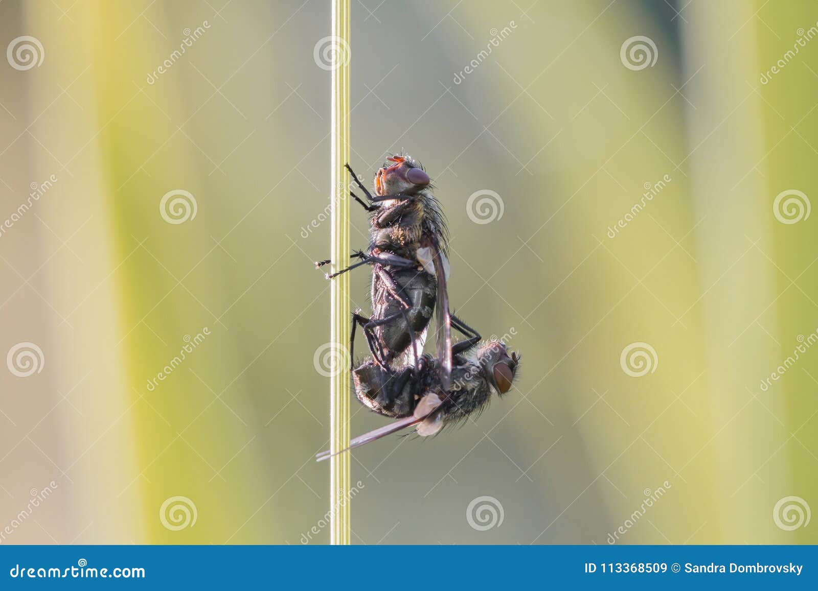 Two Flys in the Garden on a Leaf Stock Image - Image of fauna, summer ...